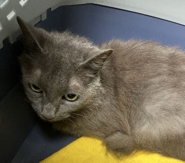Missing/Found Pets – Animal Protective Services