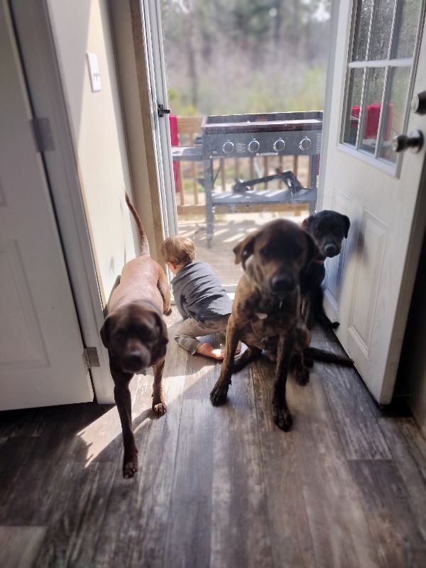 Missing/Found Pets – Animal Protective Services