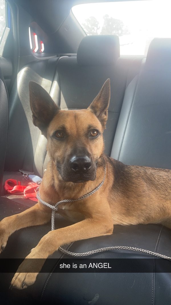 Missing/Found Pets – Animal Protective Services