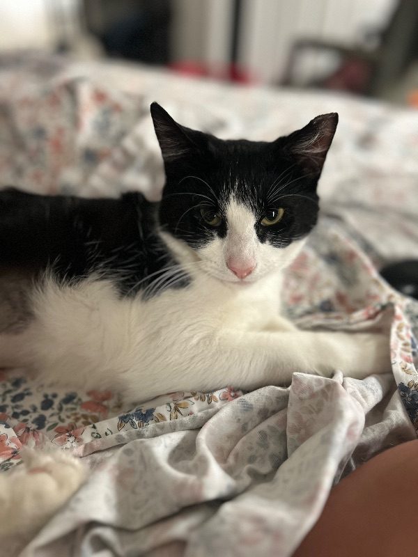 Missing/Found Pets – Animal Protective Services