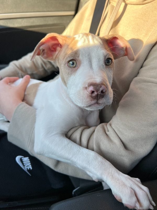 Missing/Found Pets – Animal Protective Services