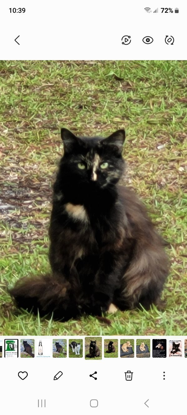 Missing/Found Pets – Animal Protective Services