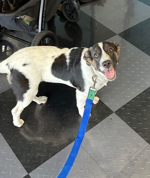 Missing/Found Pets – Animal Protective Services