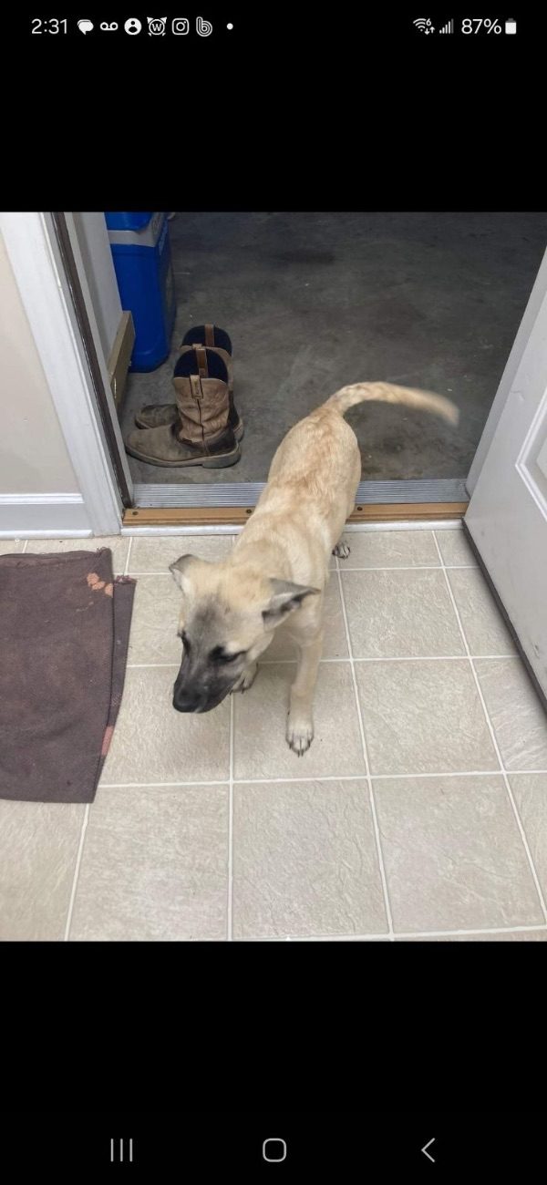 Missing/Found Pets – Animal Protective Services